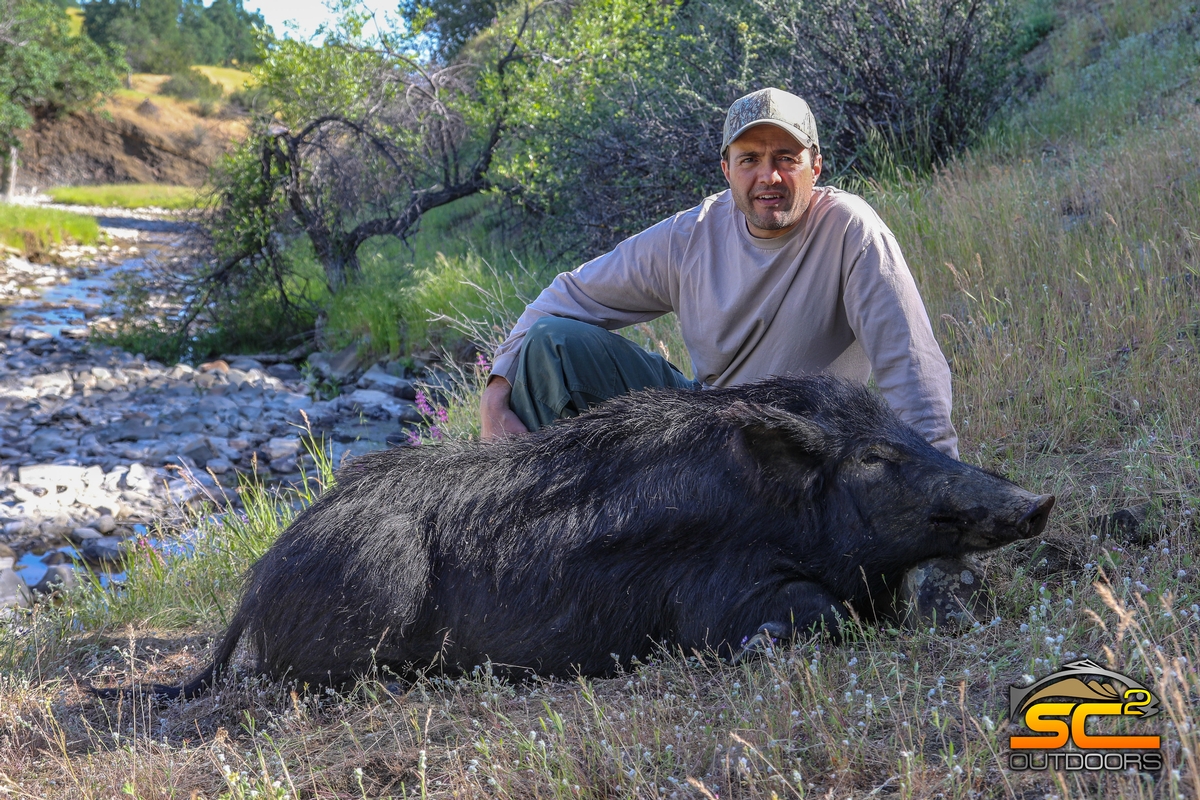 SC2 Outdoors California Wild Pig Hunting 8815