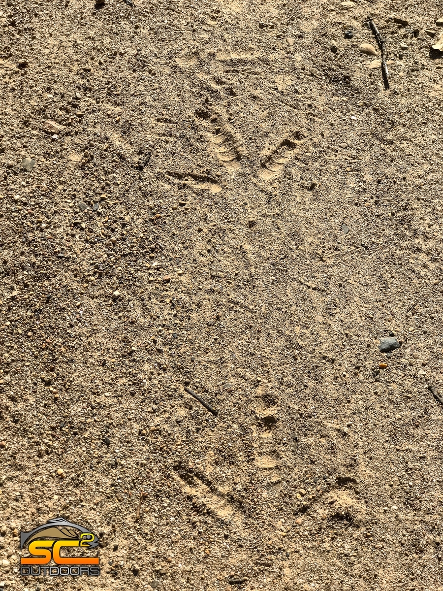 Spring Turkey Season Preparation Starts Now