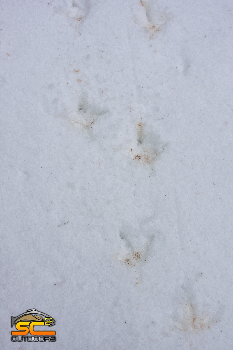 Spring Turkey Season Preparation Starts Now