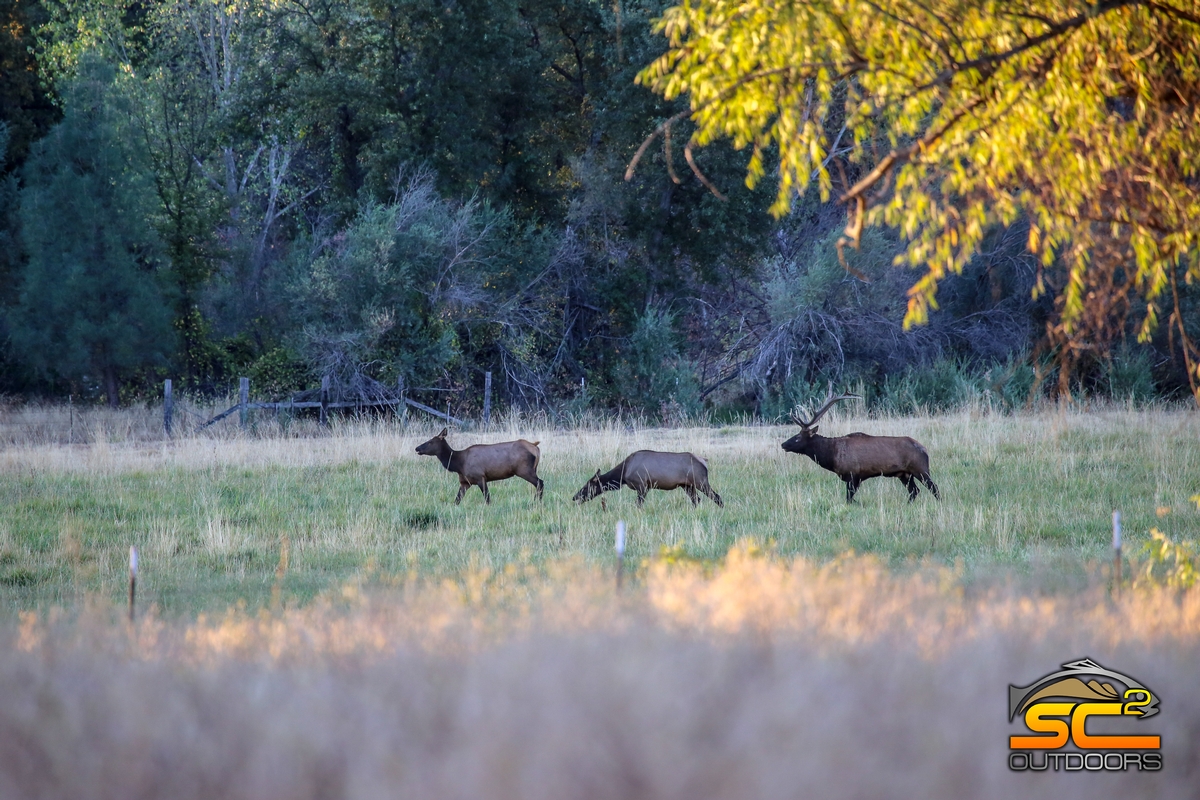 305 Northeastern California Bull Elk Rifle Hunt 2018